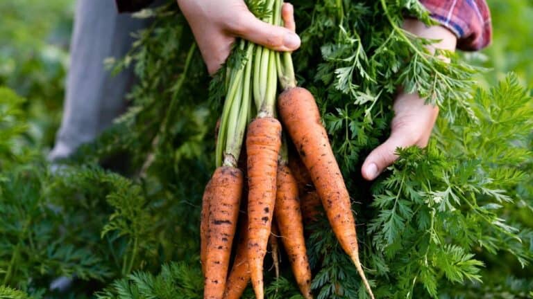 How I Learned to Can Carrots Without Poisoning Anyone (Including Myself ...
