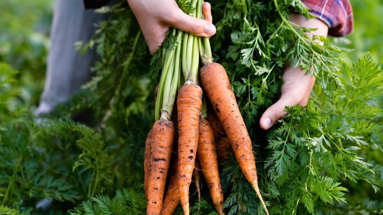 How I Learned to Can Carrots Without Poisoning Anyone (Including Myself ...