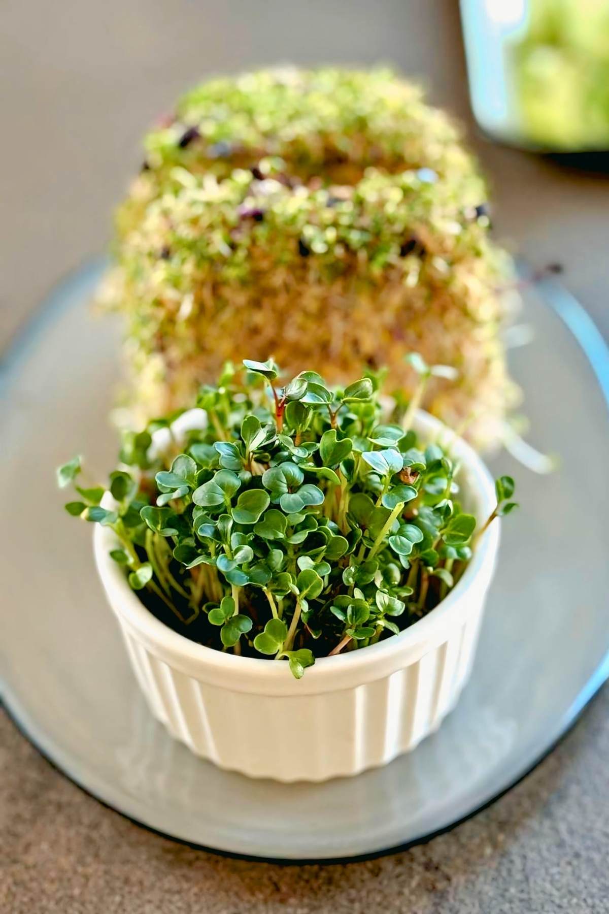 Microgreens 101: A No-Fuss Guide to Growing & Using These Flavor-Packed ...